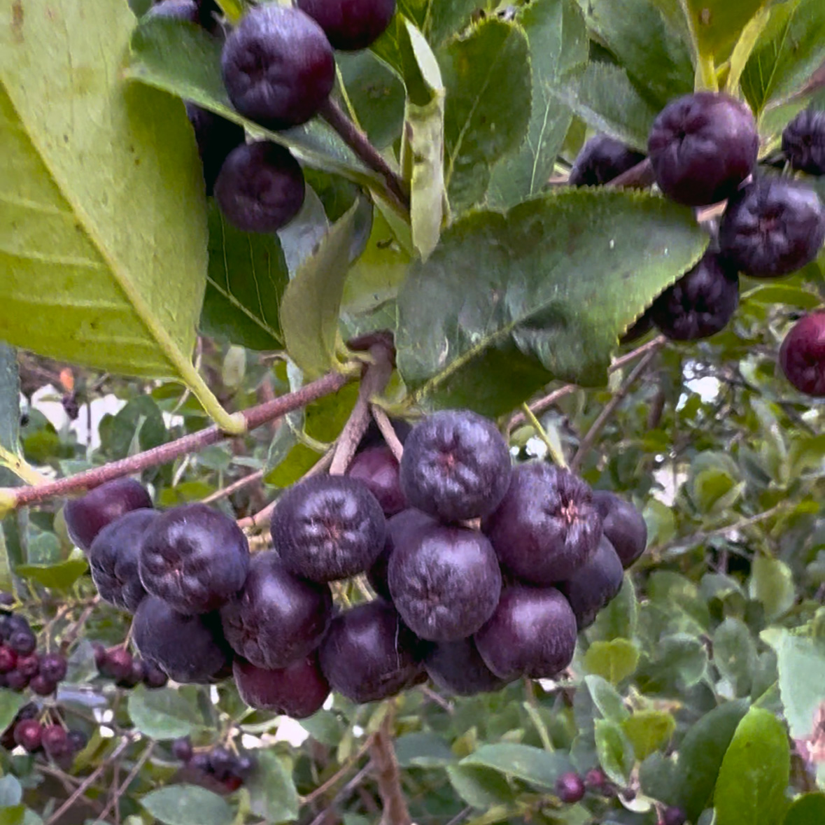Aronia Berries at Benson Community Garden: A Native Superfruit